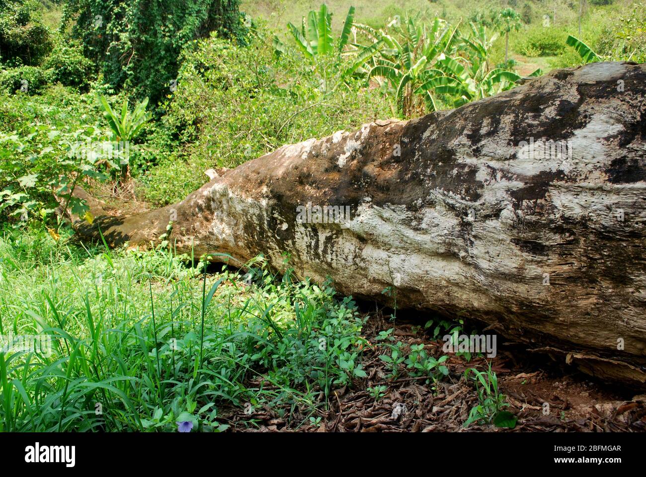 Naturally fallen tree hi-res stock photography and images - Alamy