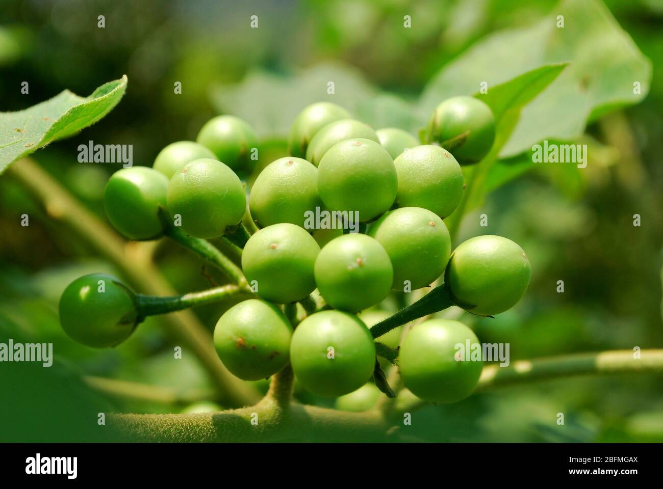 Turkey berry plant hi-res stock photography and images - Alamy