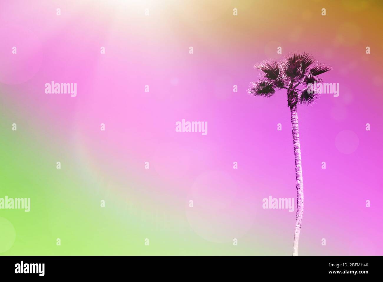 Beautiful background with palm Stock Photo - Alamy