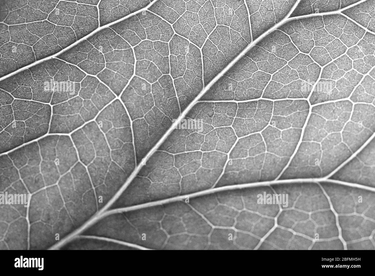 Perfect leaf texture, close up. Retro style Stock Photo - Alamy