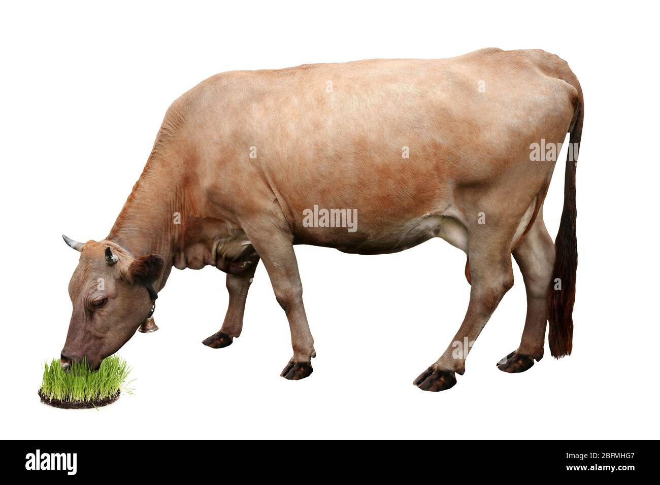 Cow isolated on white Stock Photo - Alamy