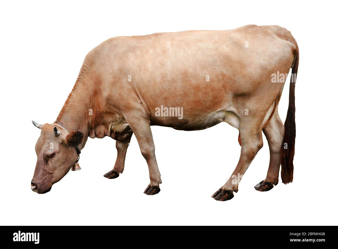 Cattle yard Cut Out Stock Images & Pictures - Alamy