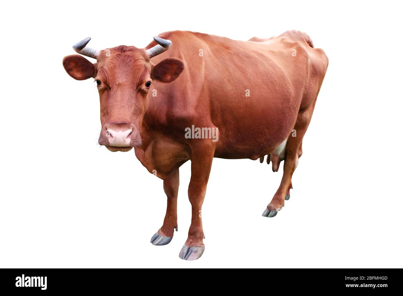 Cow face Cut Out Stock Images & Pictures - Alamy