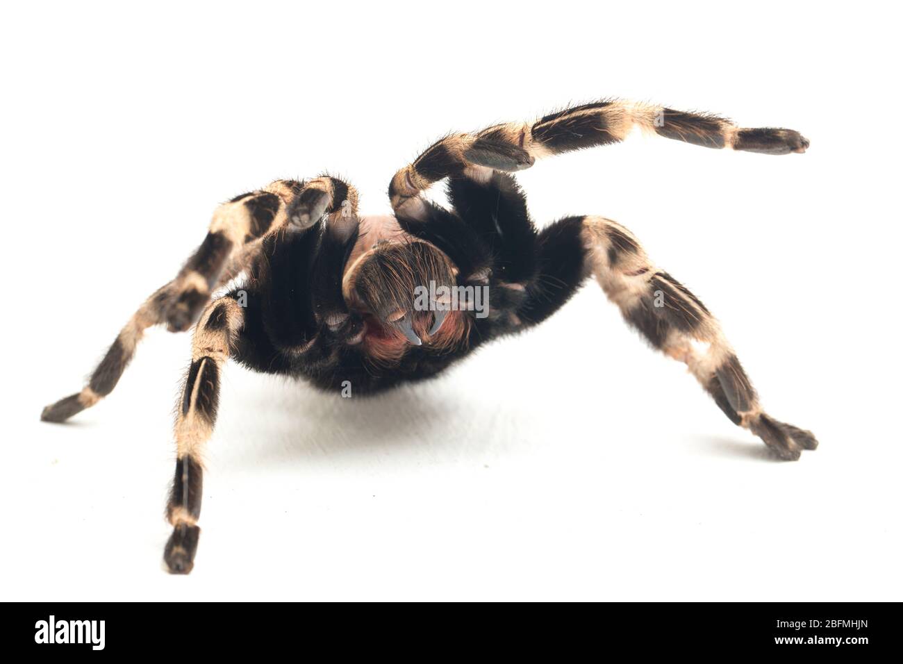 The Brazilian red and white tarantula (Nhandu chromatus) is a tarantula ...