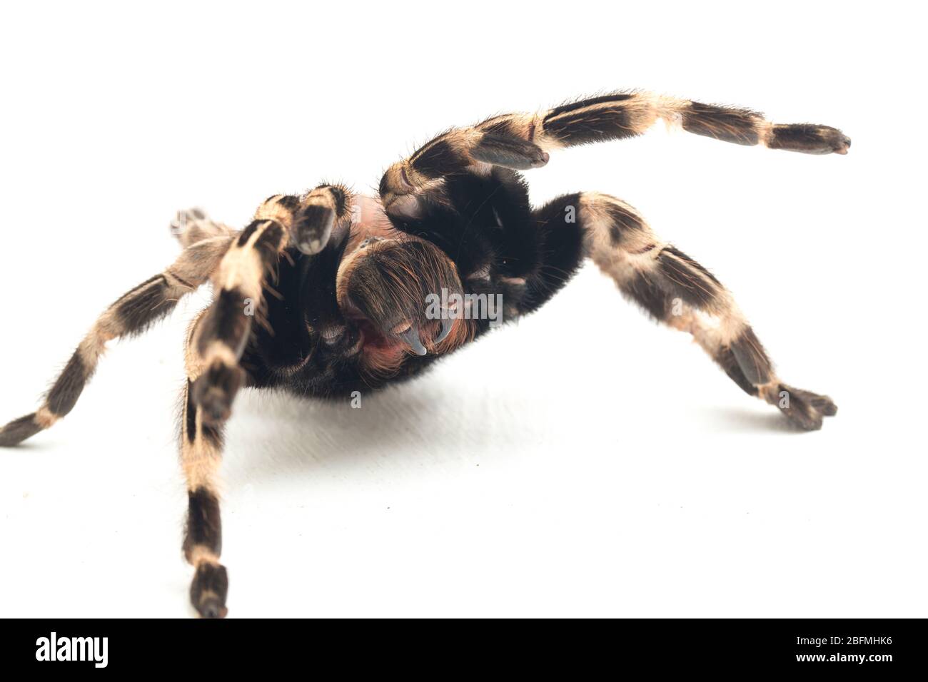 The Brazilian red and white tarantula (Nhandu chromatus) is a tarantula ...