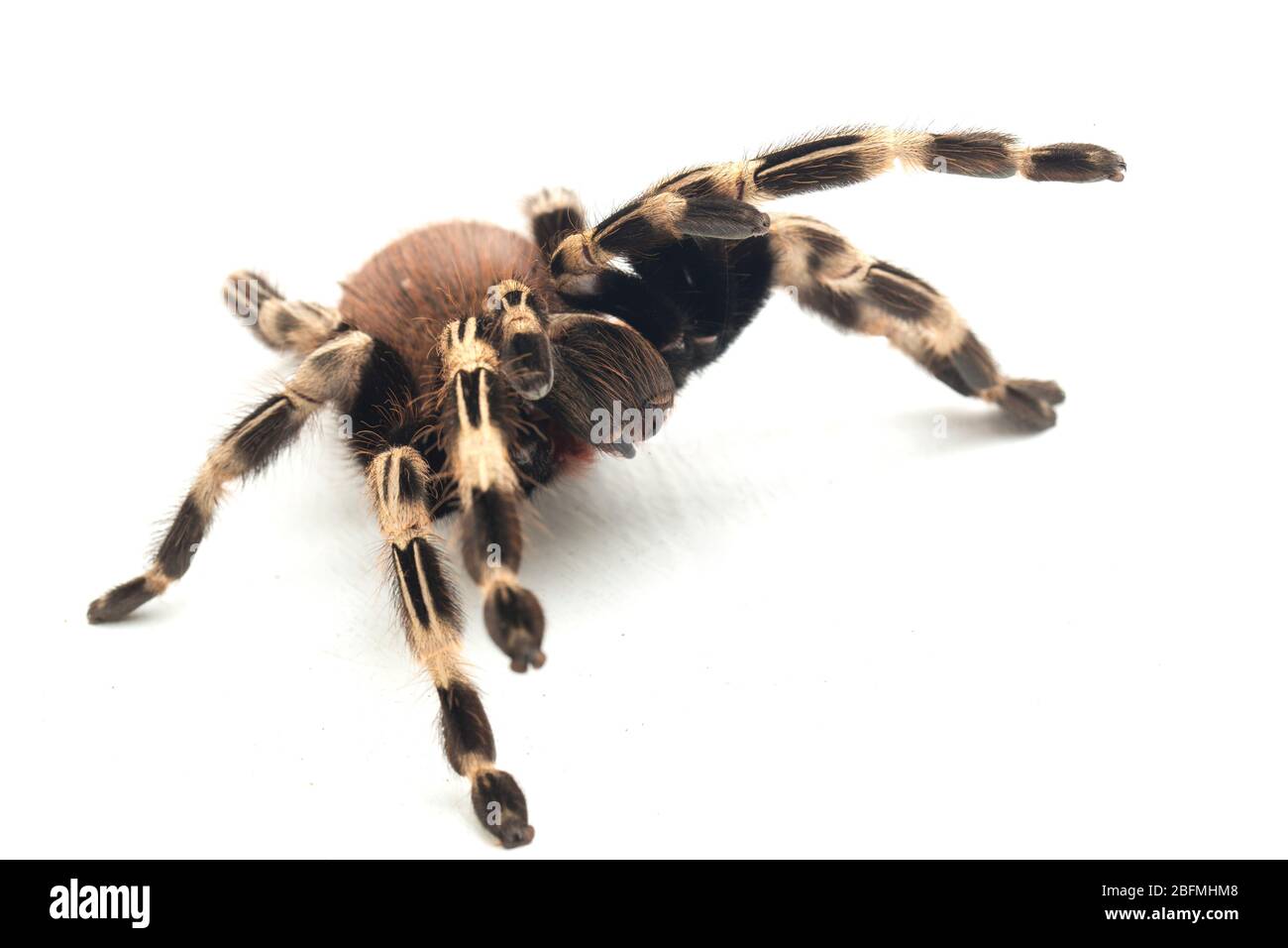 The Brazilian red and white tarantula (Nhandu chromatus) is a tarantula ...