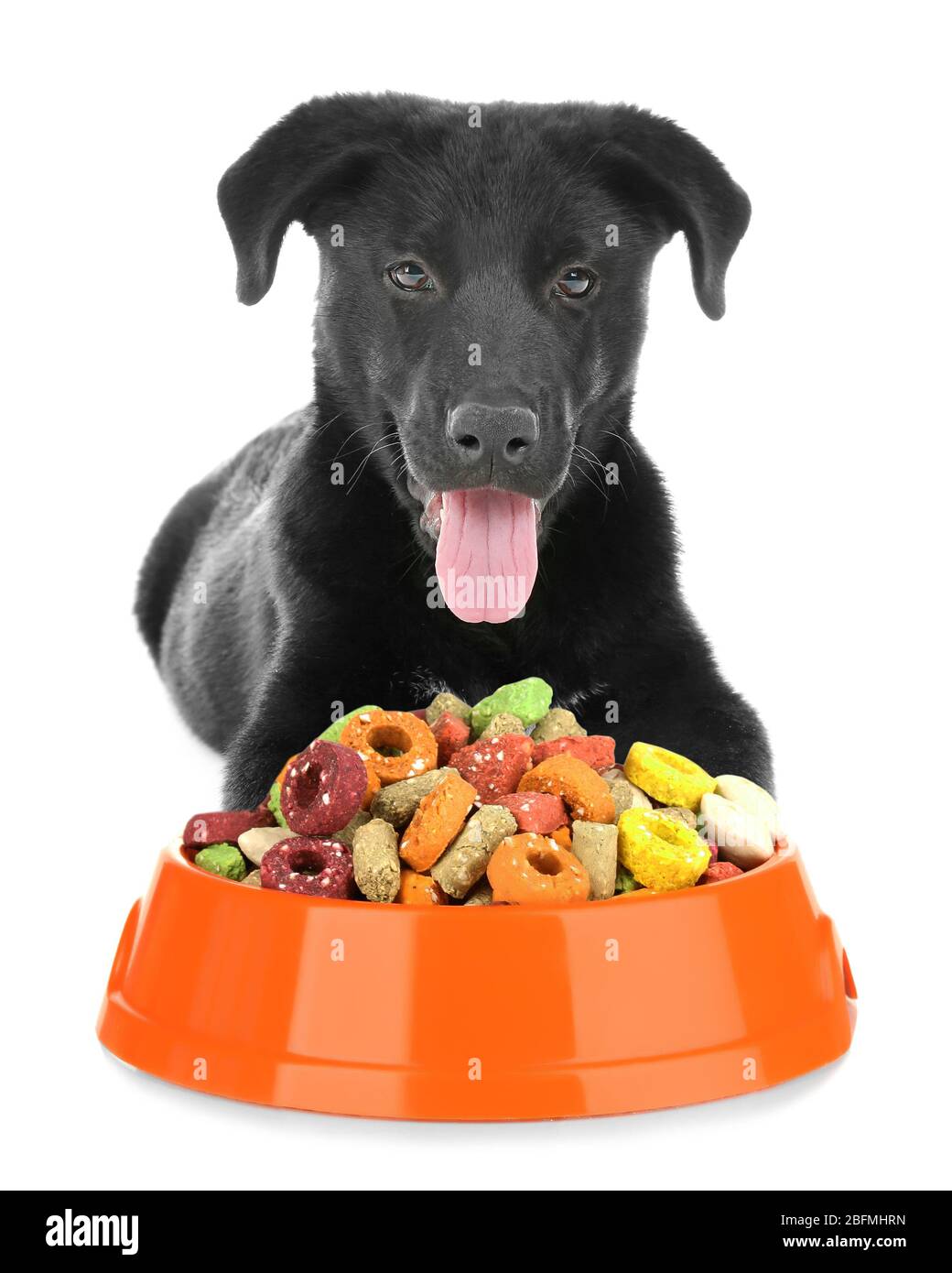 Hungry dog with bowl of tasty food, isolated on white Stock Photo - Alamy