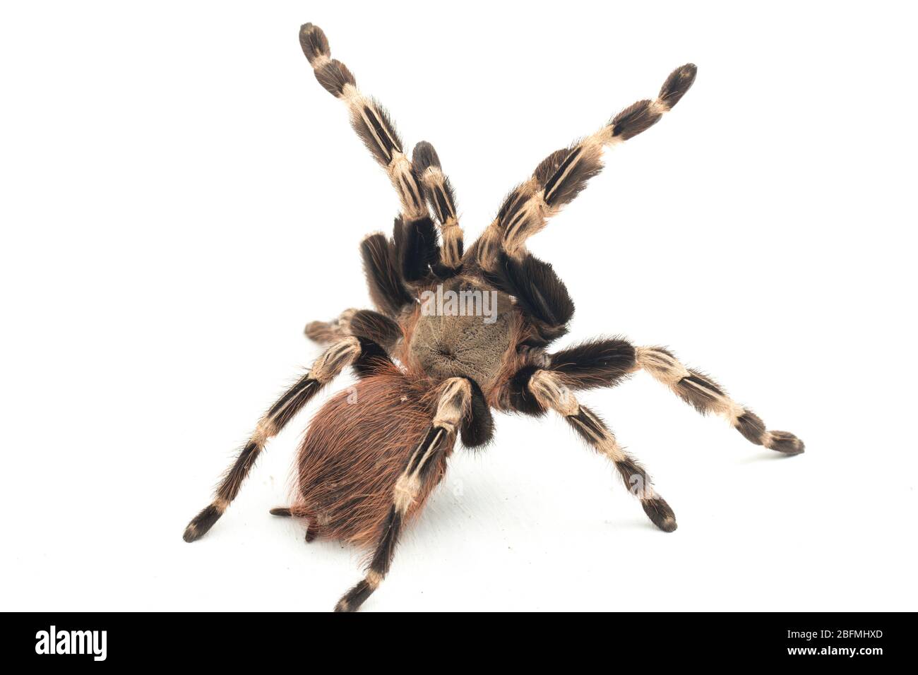 The Brazilian red and white tarantula (Nhandu chromatus) is a tarantula ...