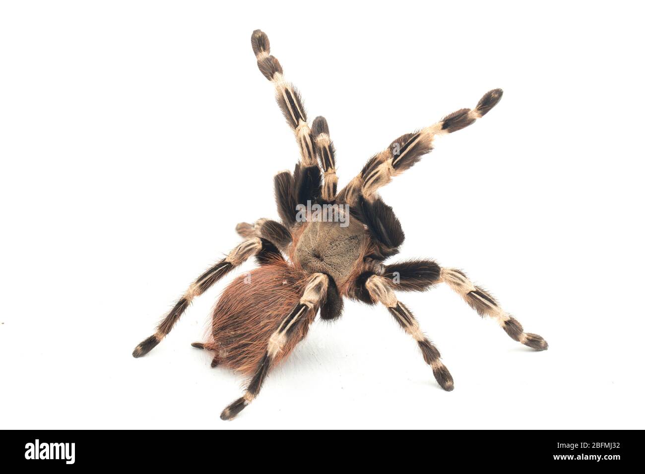 The Brazilian red and white tarantula (Nhandu chromatus) is a tarantula ...