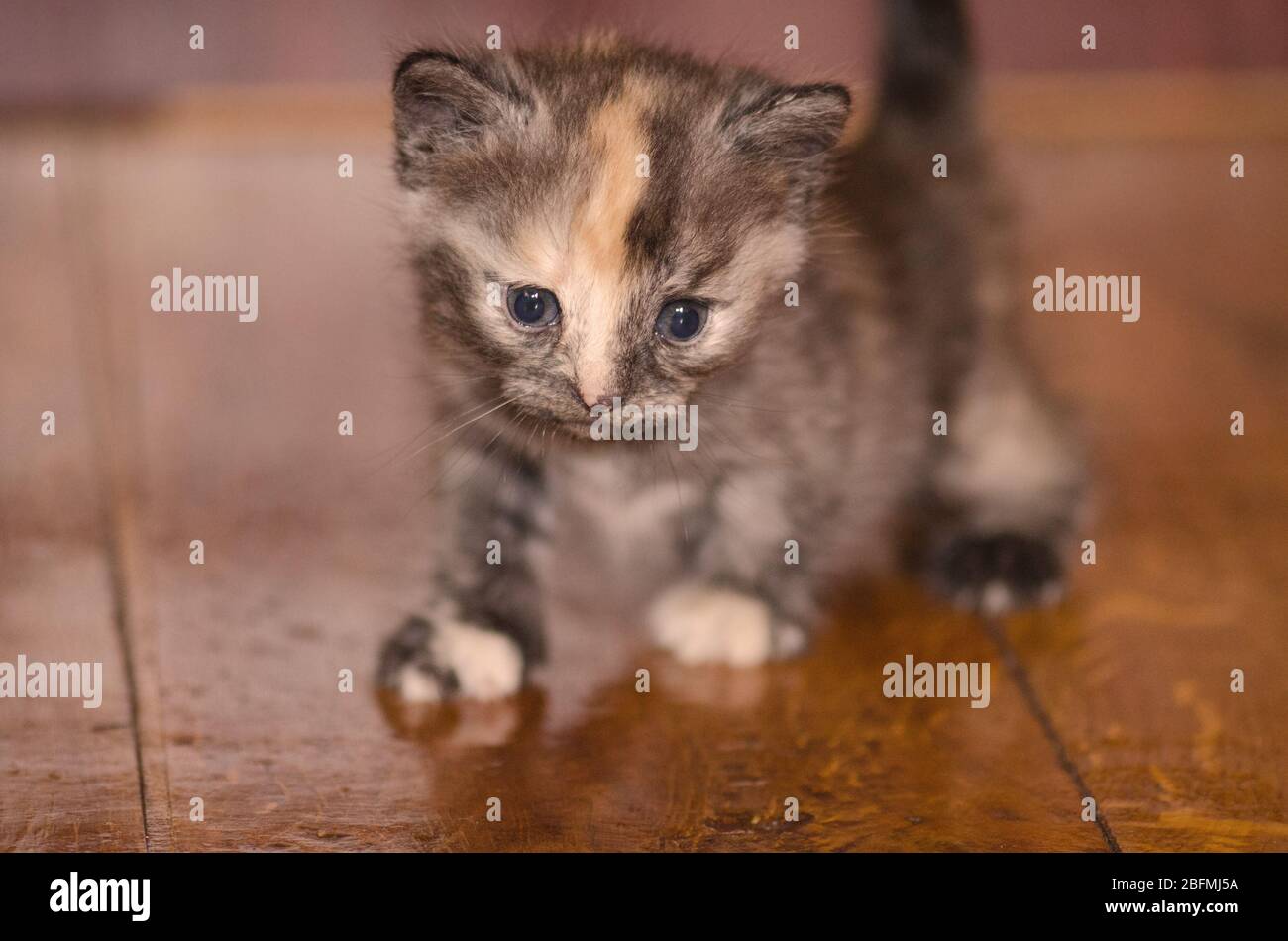 Five weeks old kitten portrait. Little cute funny kittens on wooden ...