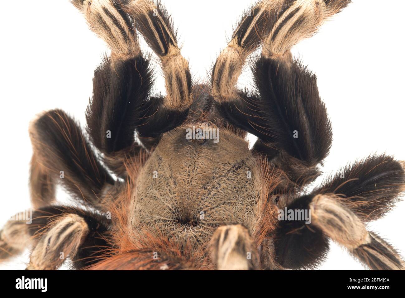 The Brazilian red and white tarantula (Nhandu chromatus) is a tarantula ...