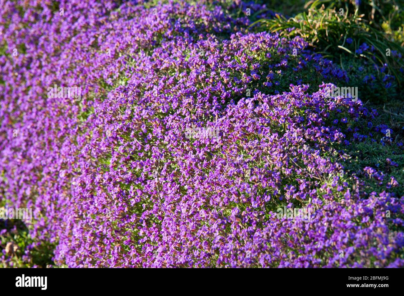 aubrieta deltoidea, a purple flowering ground cover plant, blooming in ...