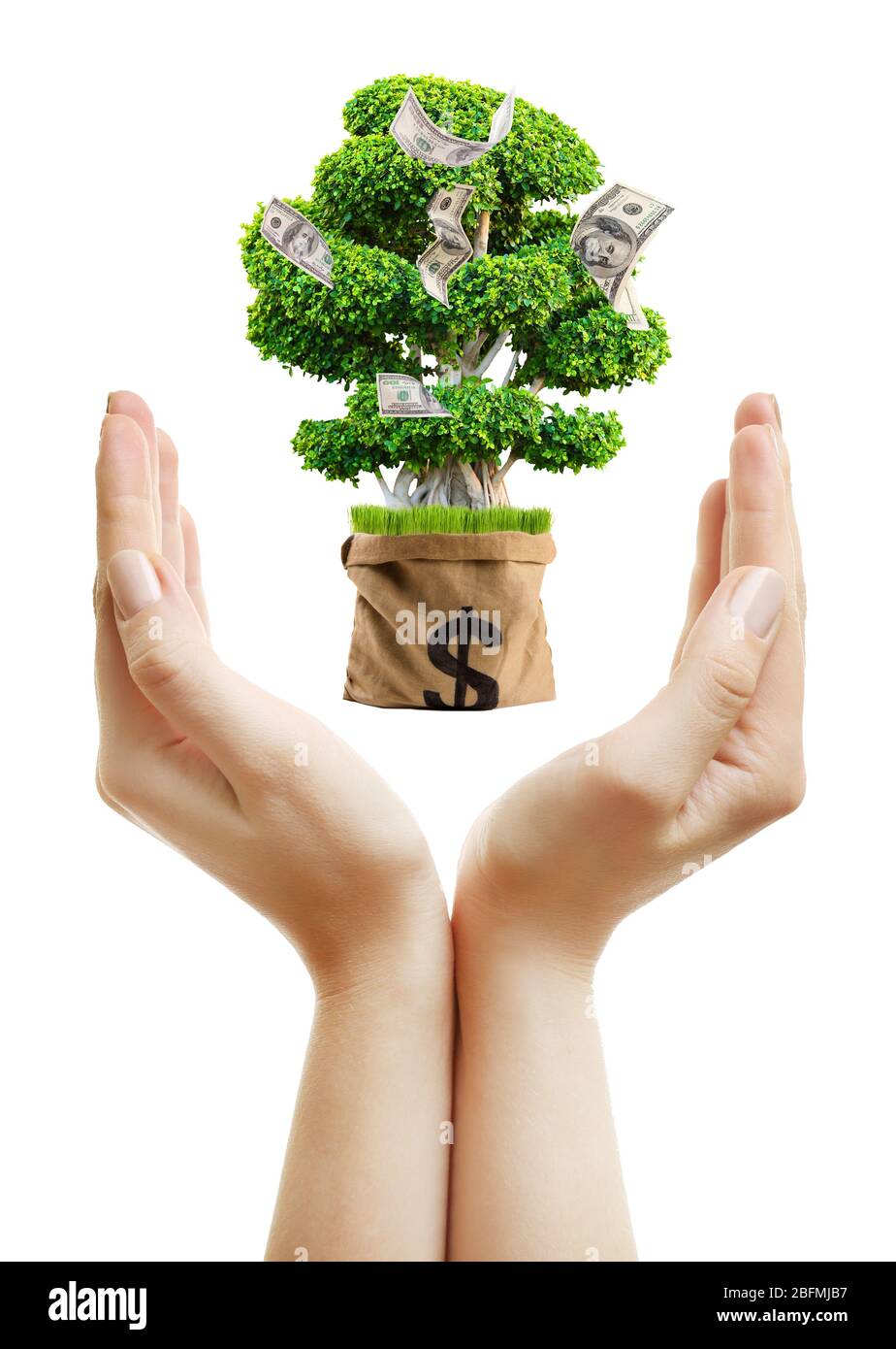 Financial success concept. Money tree growing on human hand isolated on ...
