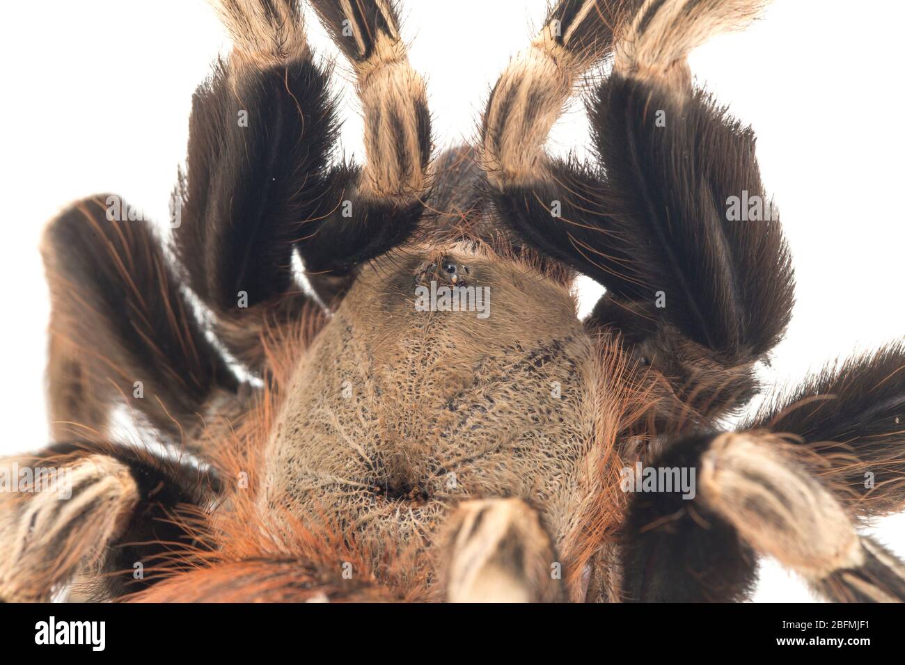 The Brazilian red and white tarantula (Nhandu chromatus) is a tarantula ...