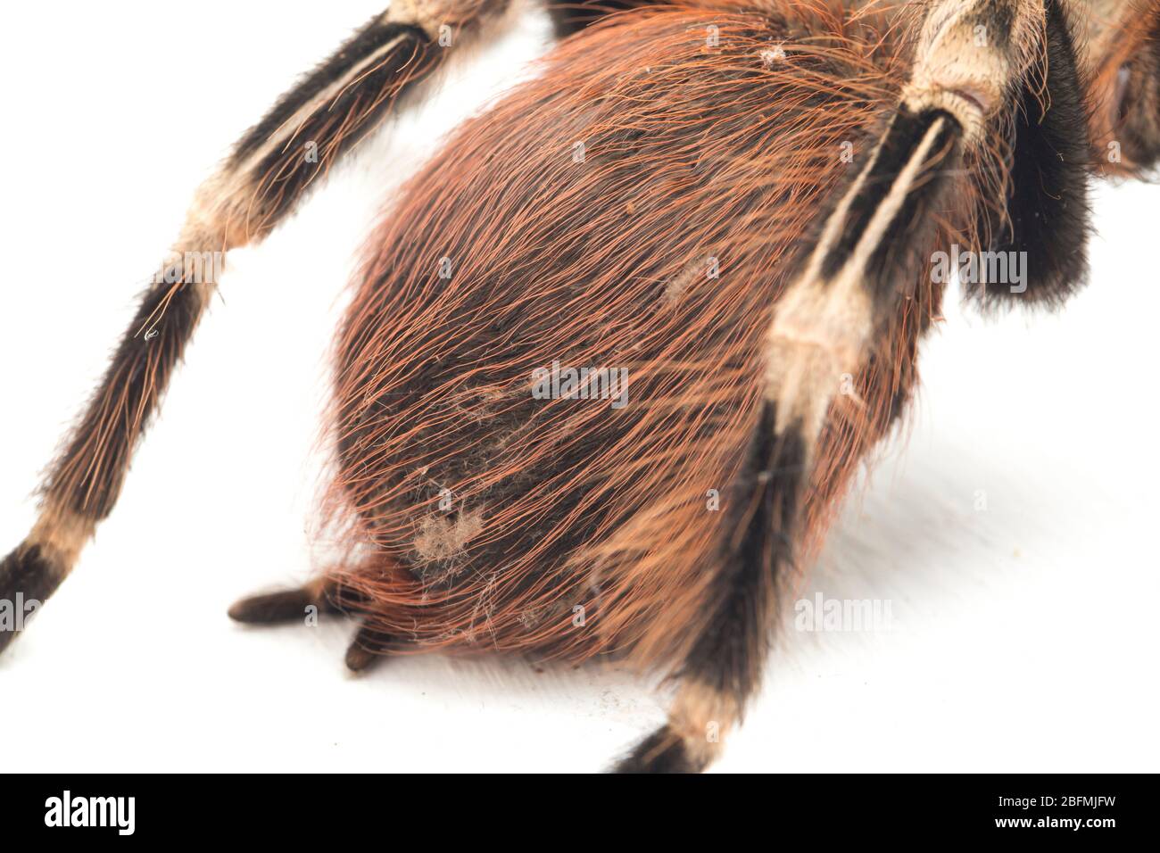 The Brazilian red and white tarantula (Nhandu chromatus) is a tarantula ...