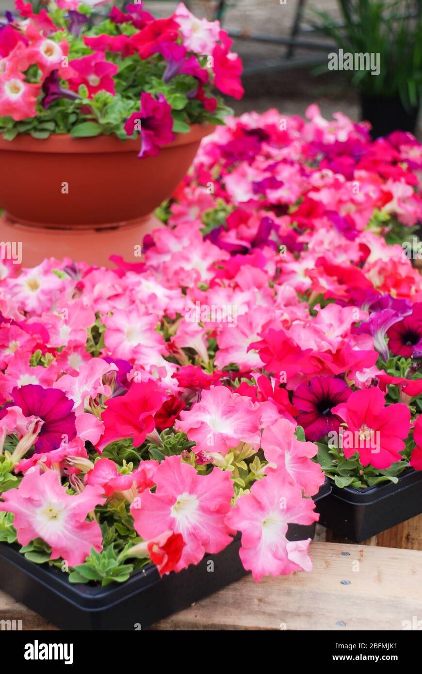 Petunia, Pink Petunias in the tray,Petunia in the pot, Mixed color ...