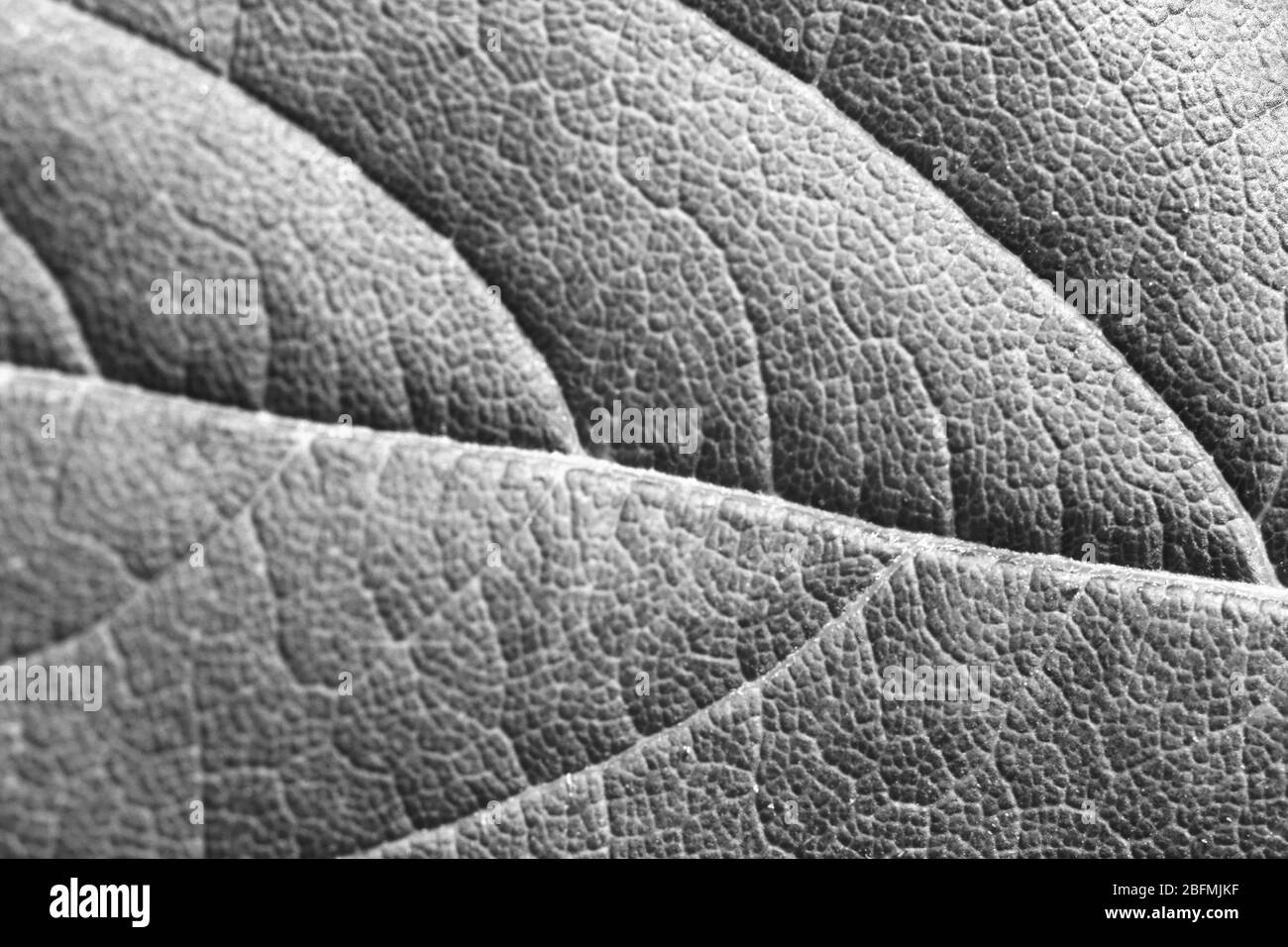Perfect leaf texture, close up. Retro style Stock Photo - Alamy