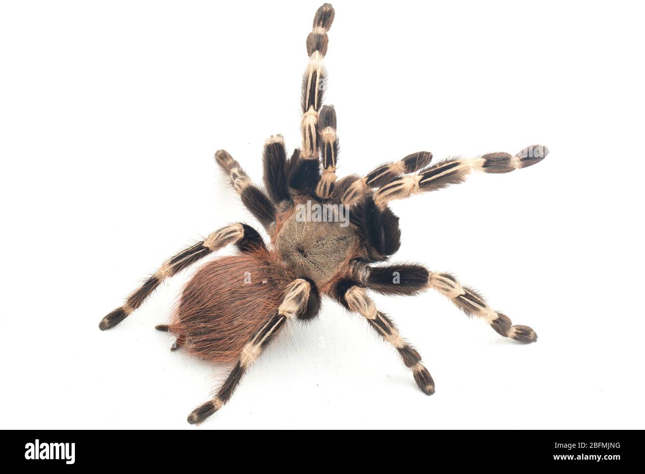 The Brazilian red and white tarantula (Nhandu chromatus) is a tarantula ...