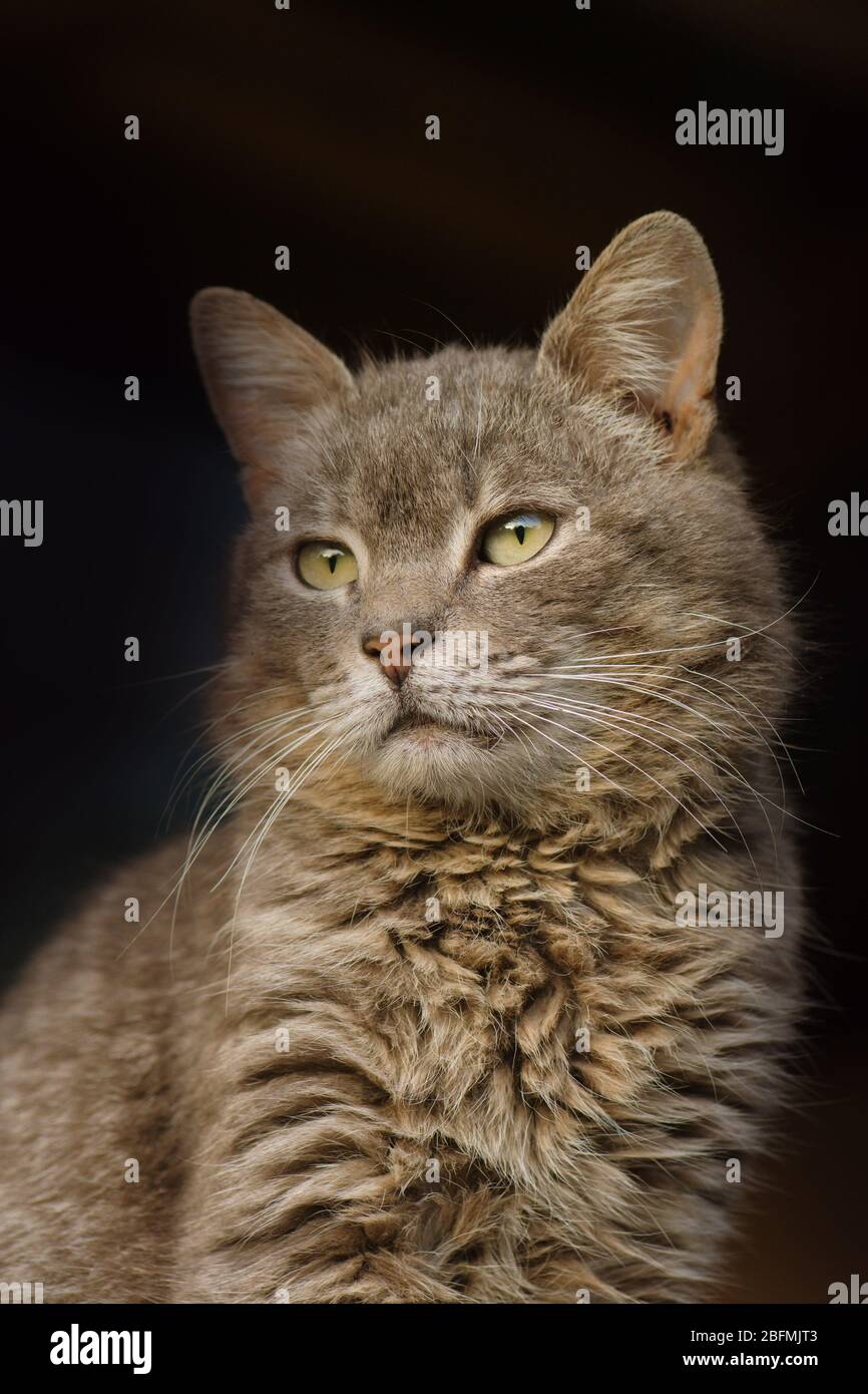 Portrait of adorable gray kitten. Thinking cat portrait close up. Gray ...