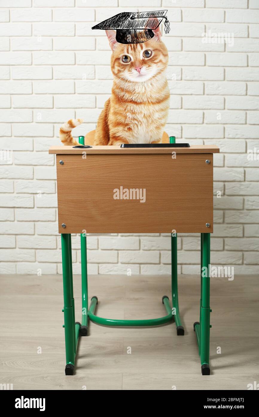 Cat sits on desk hi-res stock photography and images - Alamy