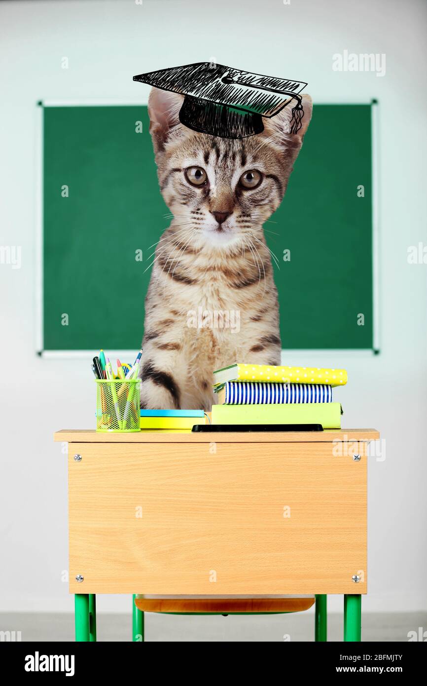 Cat school- funny cat sitting on sits at a school desk Stock Photo - Alamy