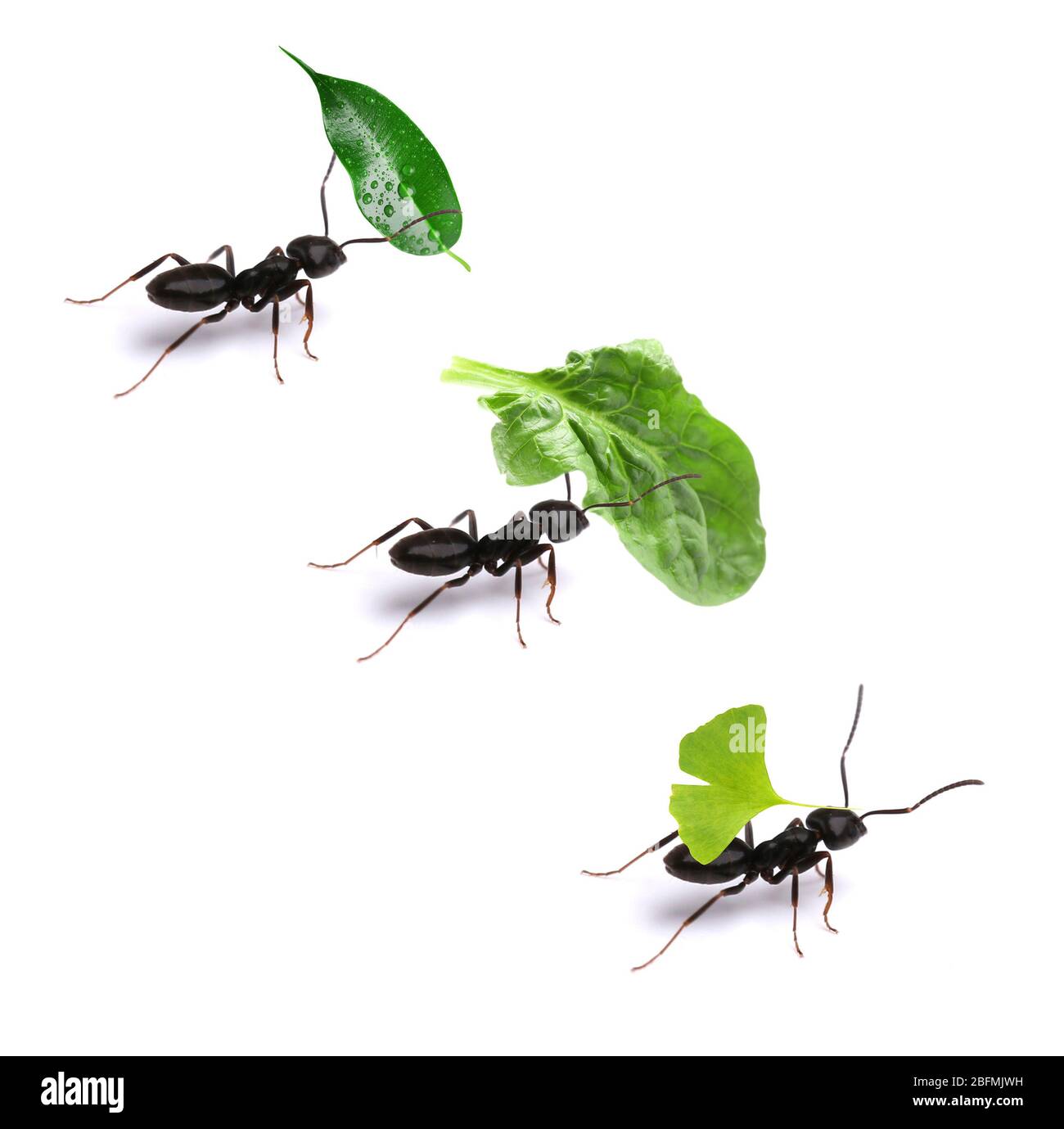 Small ants carrying green leaves, isolated on white Stock Photo - Alamy