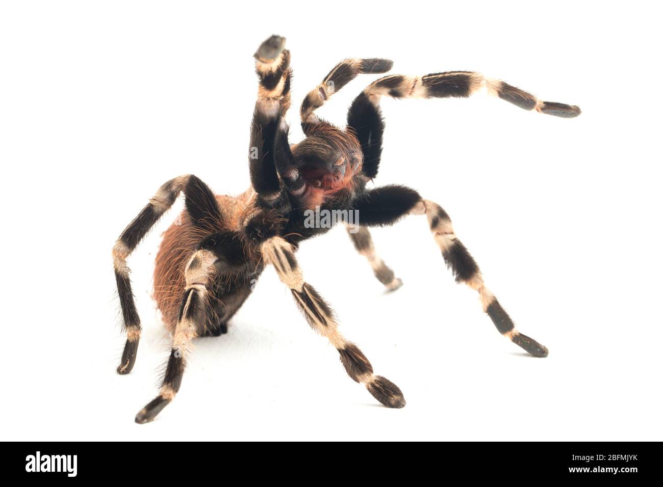 The Brazilian red and white tarantula (Nhandu chromatus) is a tarantula ...
