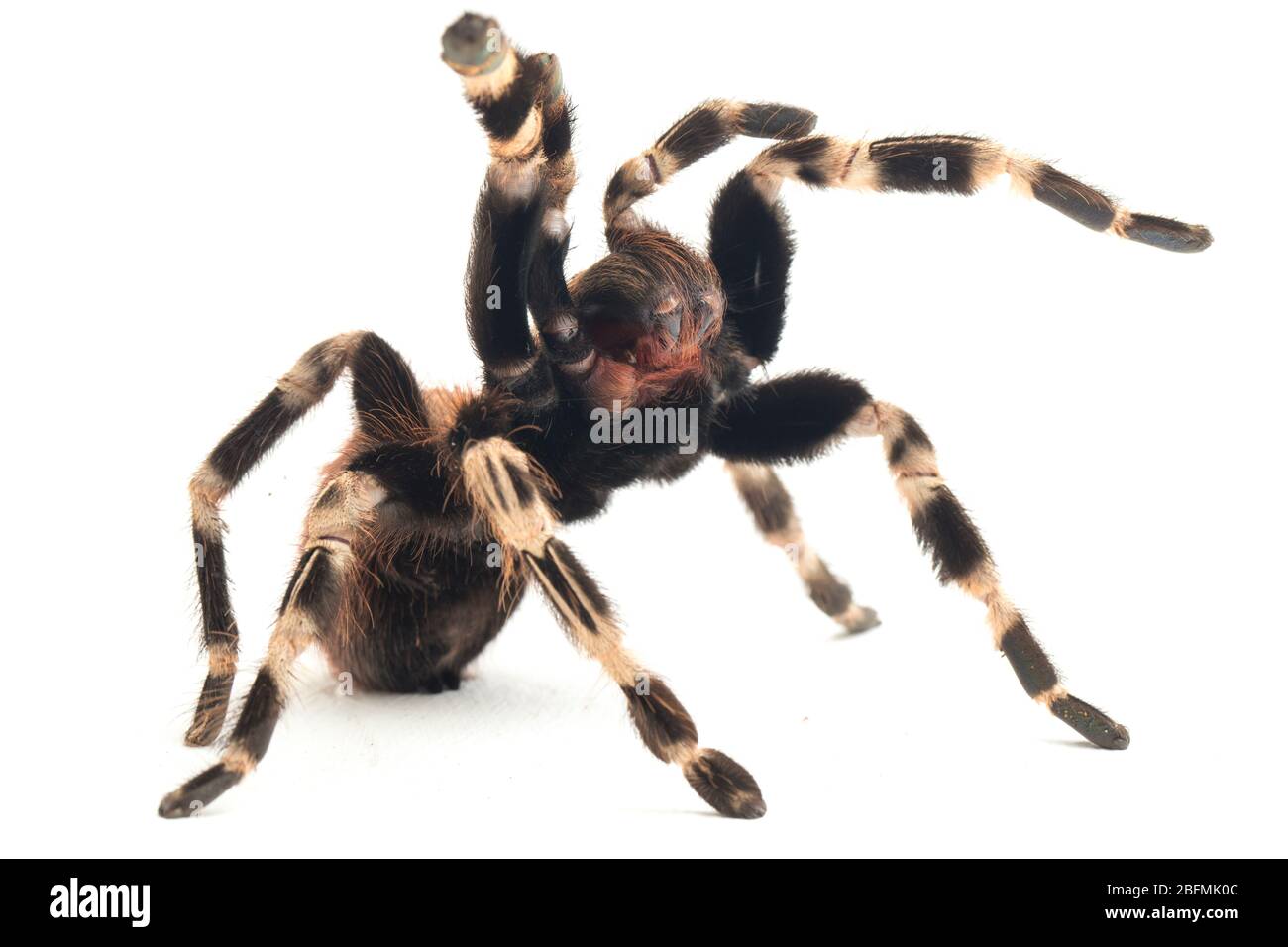 The Brazilian red and white tarantula (Nhandu chromatus) is a tarantula ...