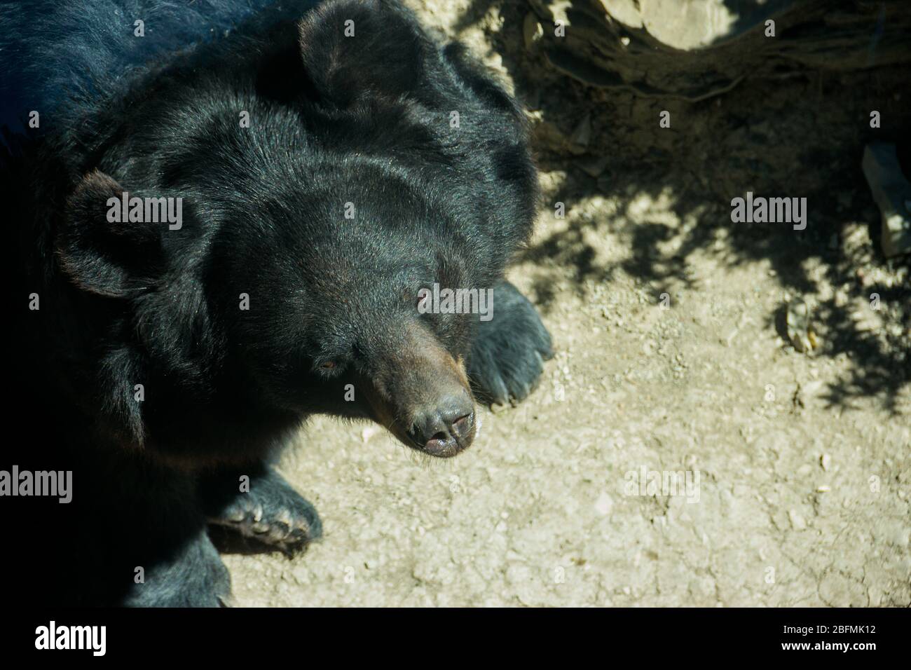Bear in the zoo. A wild animal in captivity. Animals in the zoo Stock ...