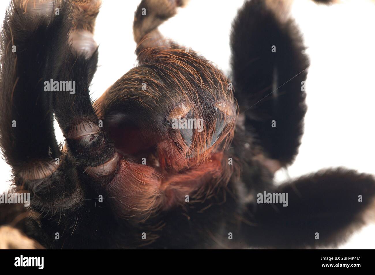 The Brazilian red and white tarantula (Nhandu chromatus) is a tarantula ...