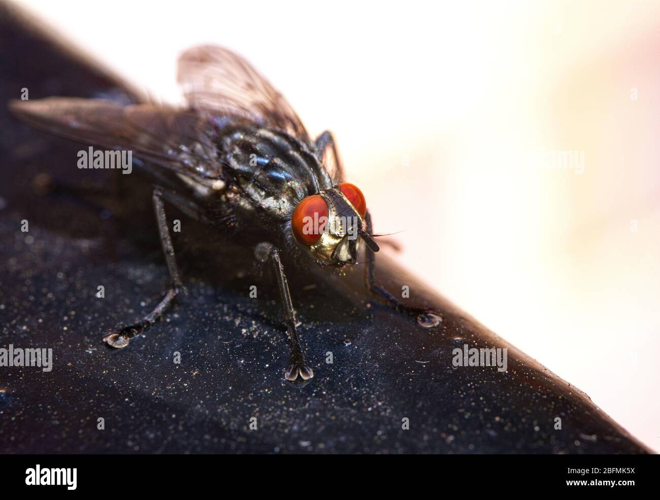 fly sitting on railing in macro Stock Photo - Alamy