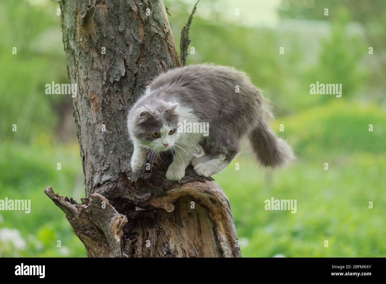 Cat on a tree branch in the forest . Cat sitting on a tree in green ...