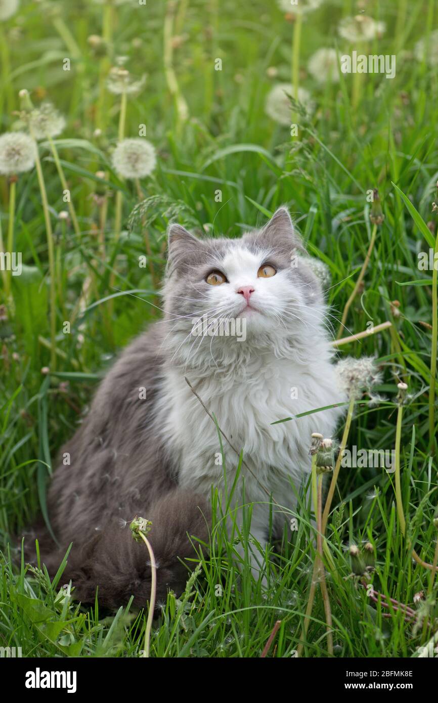 Kitty playing in garden in the sunshine. Cat in the meadow with ...