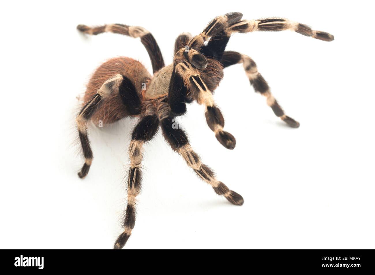 The Brazilian red and white tarantula (Nhandu chromatus) is a tarantula ...