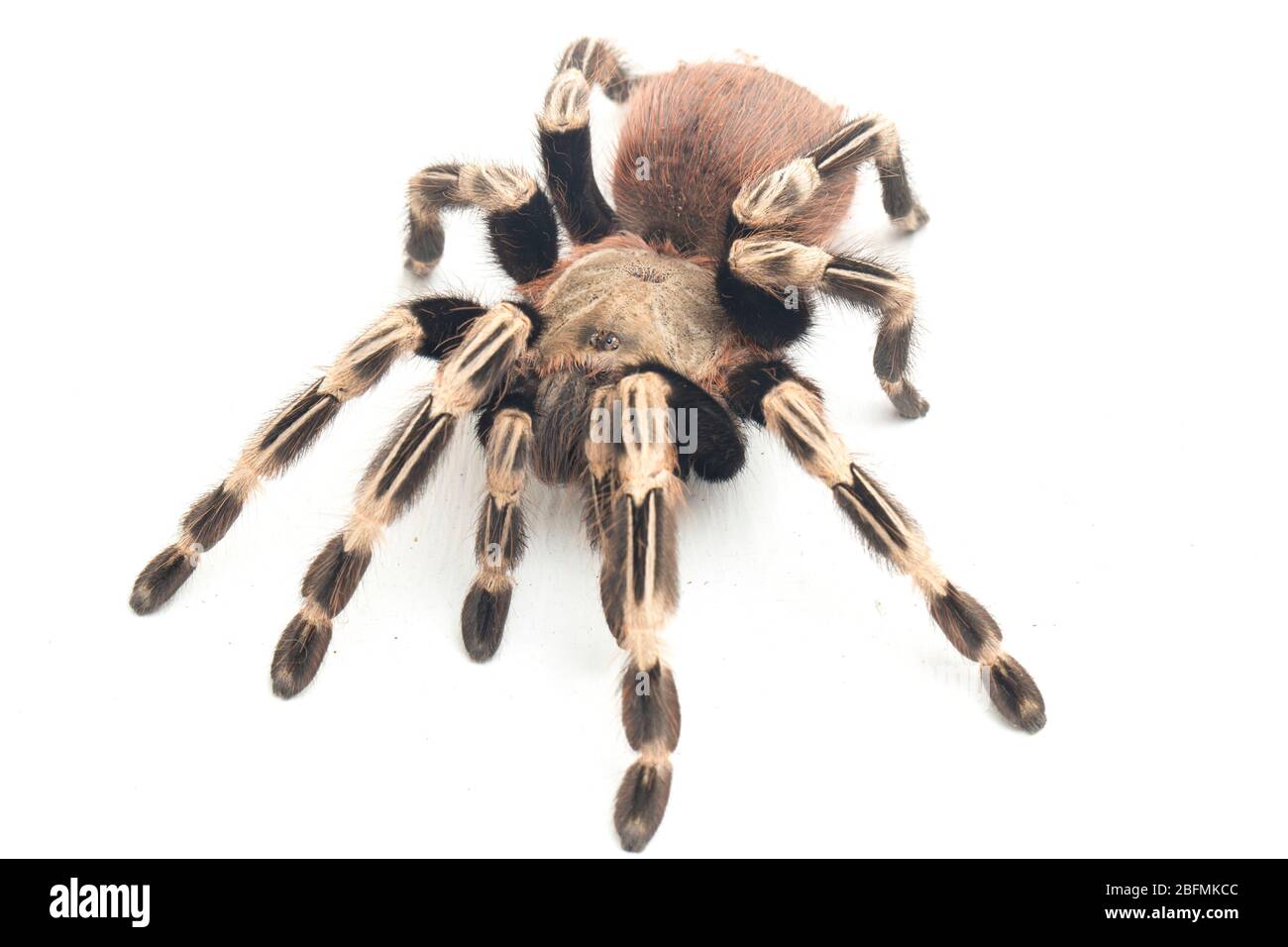 The Brazilian red and white tarantula (Nhandu chromatus) is a tarantula ...