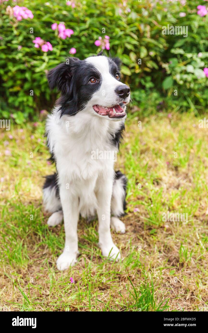 Outdoor portrait of cute smiling puppy border collie sitting on grass ...
