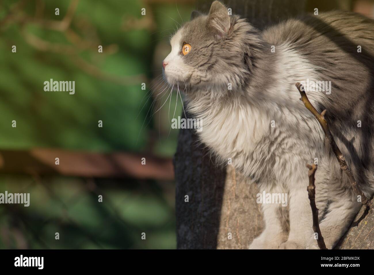 Cat in nature on summer leafs background . Cat sitting on a tree in ...
