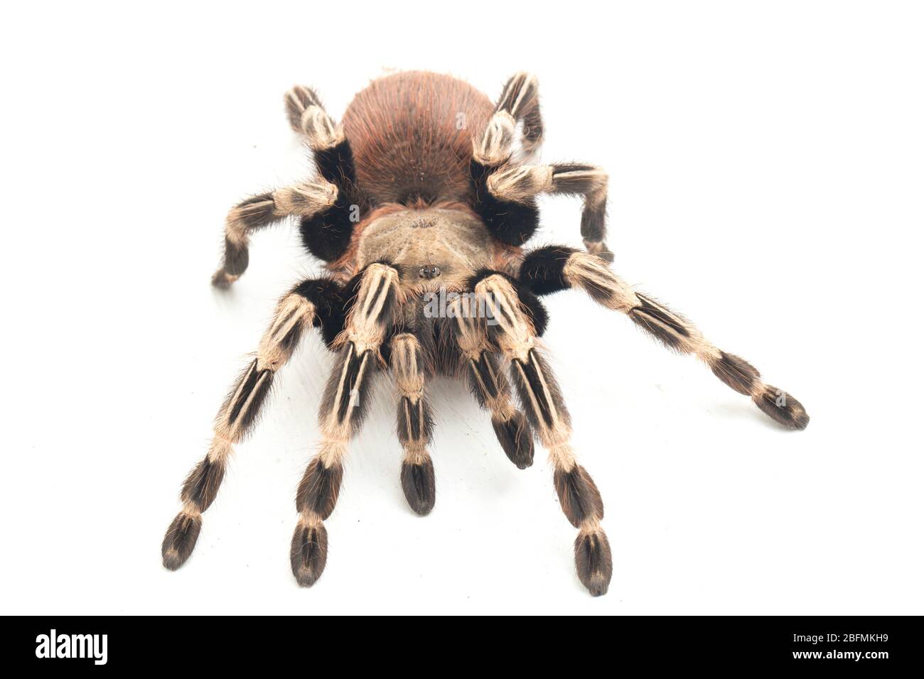 The Brazilian red and white tarantula (Nhandu chromatus) is a tarantula ...