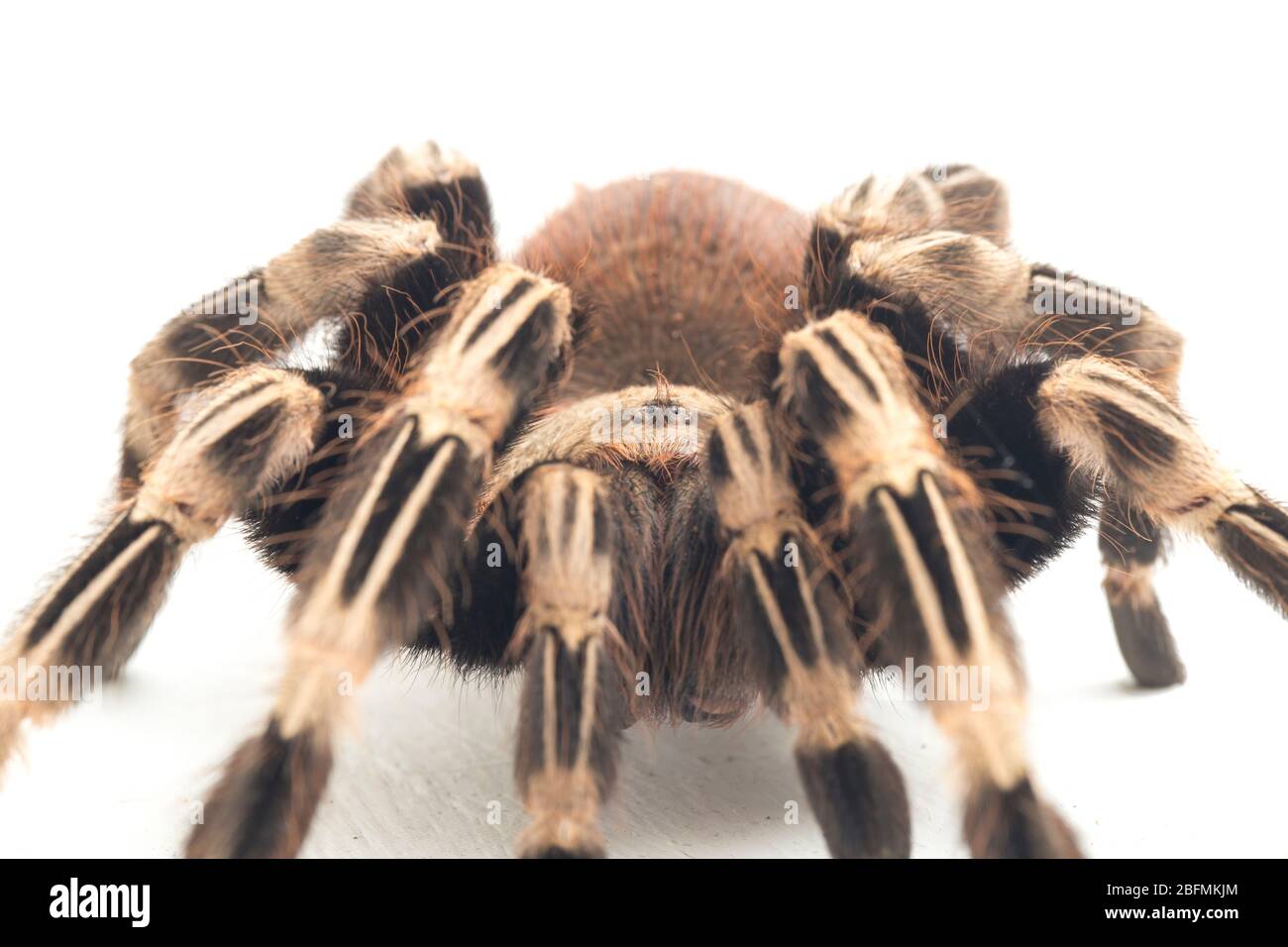 The Brazilian red and white tarantula (Nhandu chromatus) is a tarantula ...