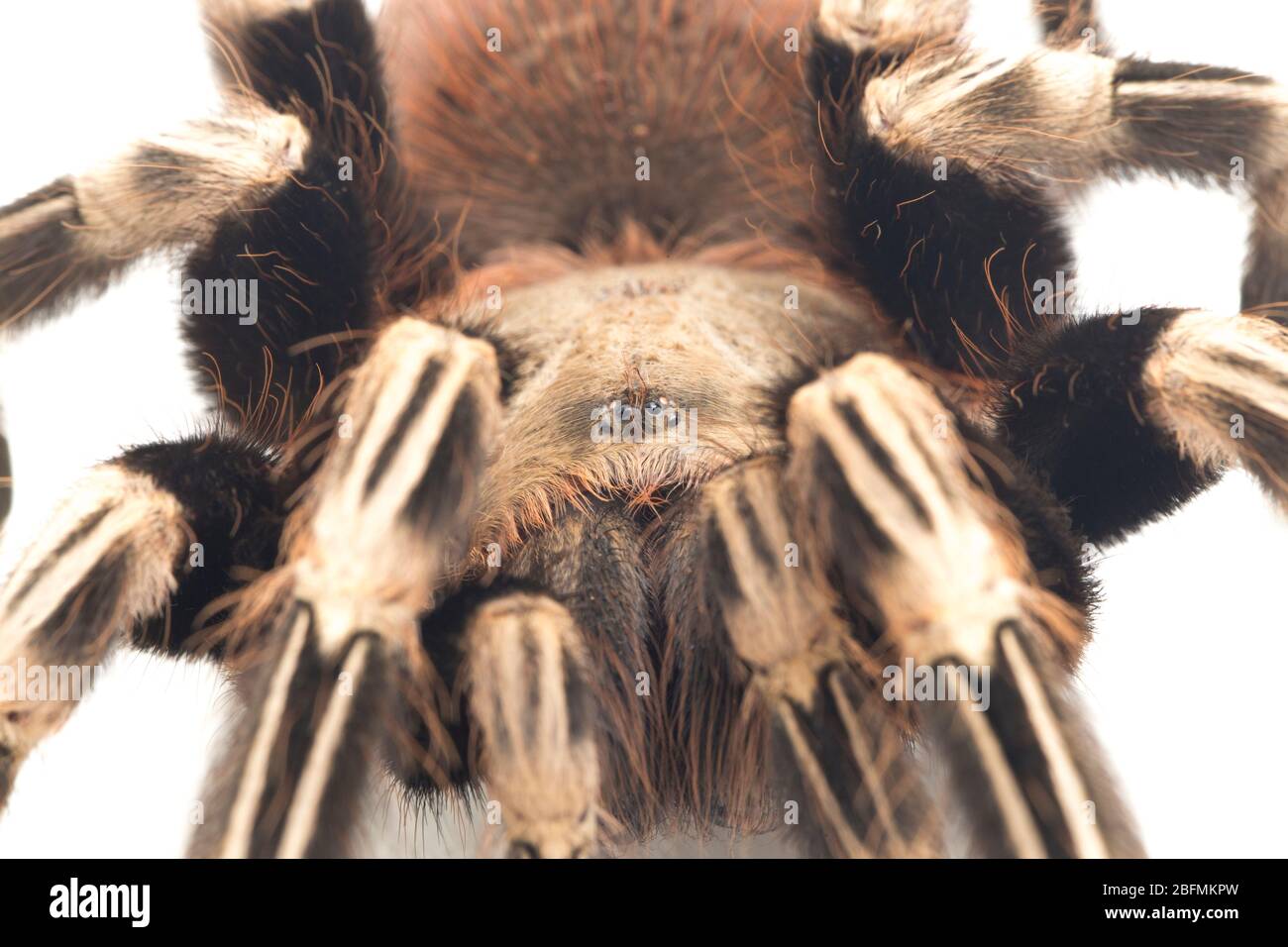 The Brazilian red and white tarantula (Nhandu chromatus) is a tarantula ...
