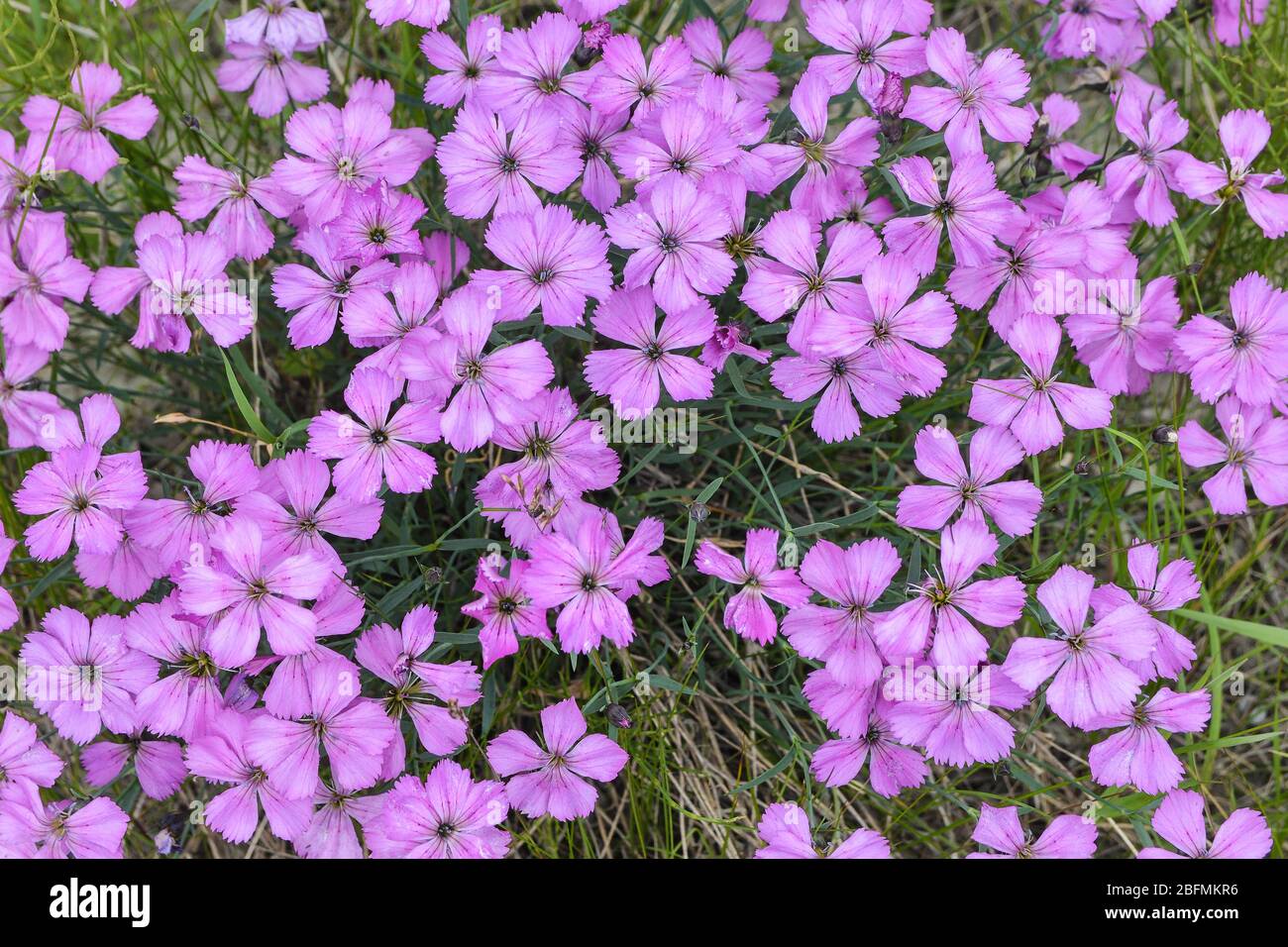 Background of wild carnations. Blooming wild carnation close-up ...