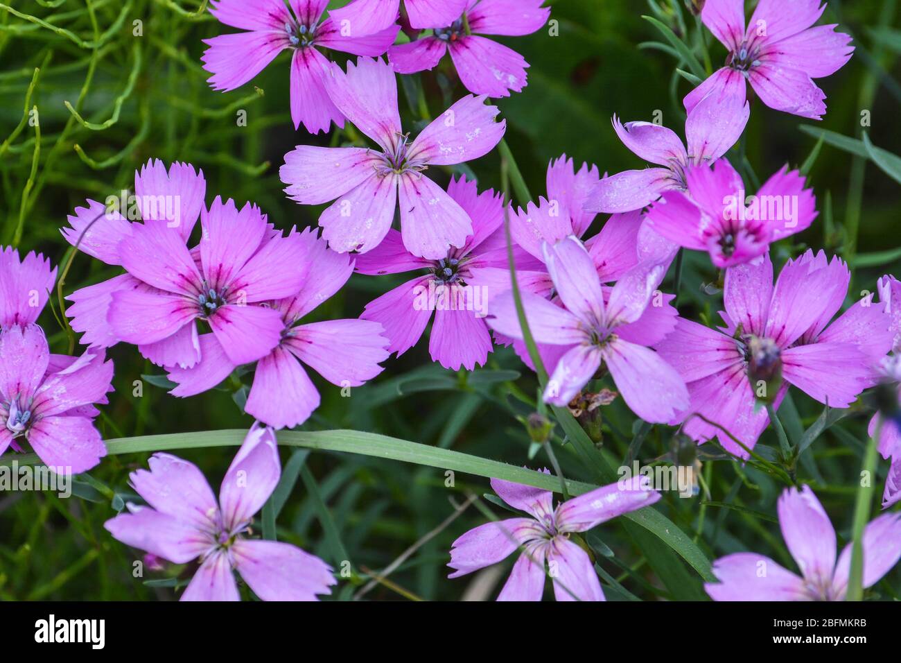 Background of wild carnations. Blooming wild carnation close-up ...