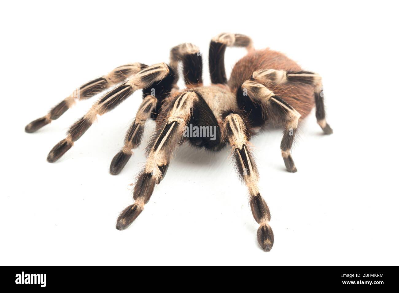 The Brazilian red and white tarantula (Nhandu chromatus) is a tarantula ...