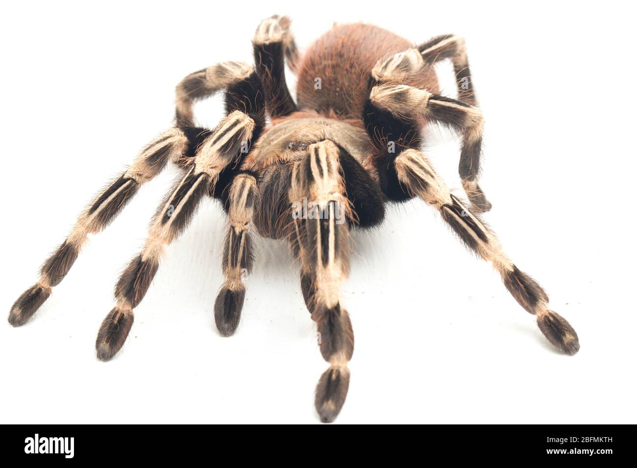The Brazilian red and white tarantula (Nhandu chromatus) is a tarantula ...