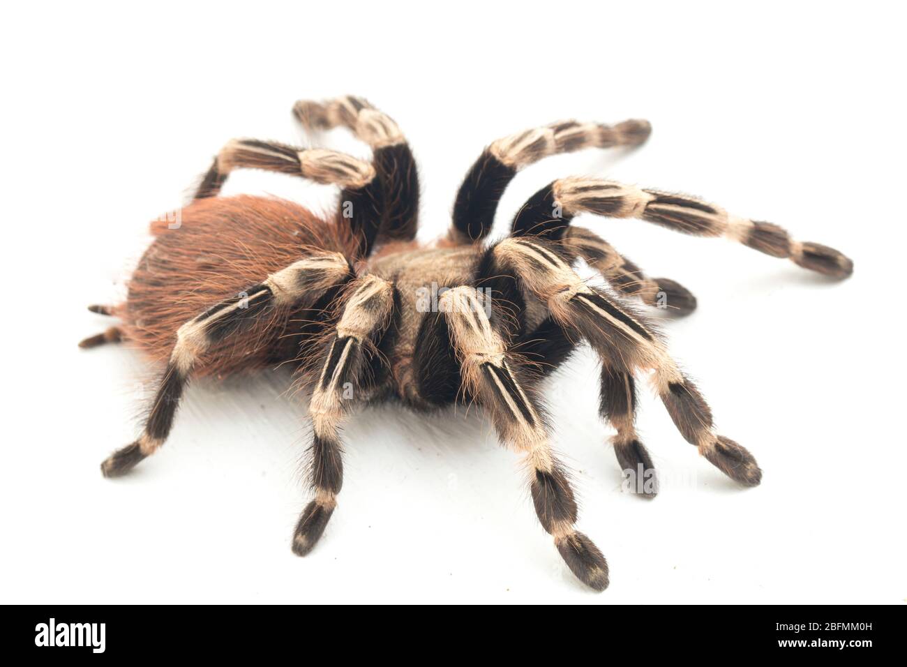 The Brazilian red and white tarantula (Nhandu chromatus) is a tarantula ...