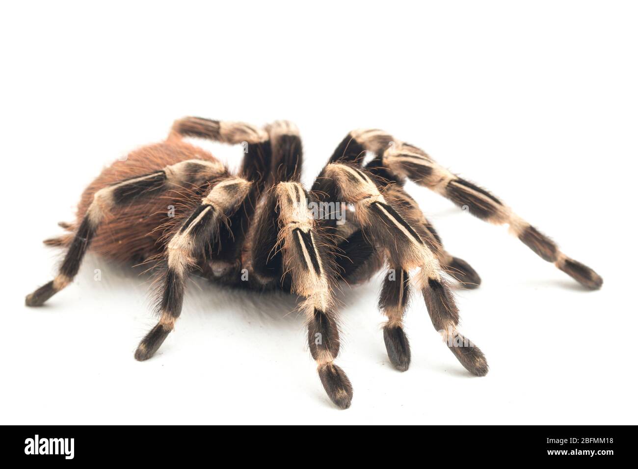 The Brazilian red and white tarantula (Nhandu chromatus) is a tarantula ...
