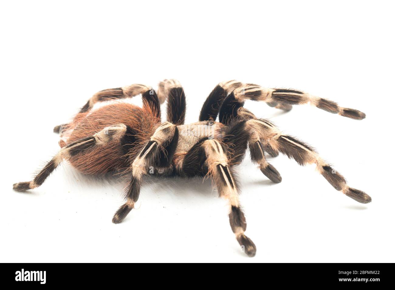 The Brazilian red and white tarantula (Nhandu chromatus) is a tarantula ...