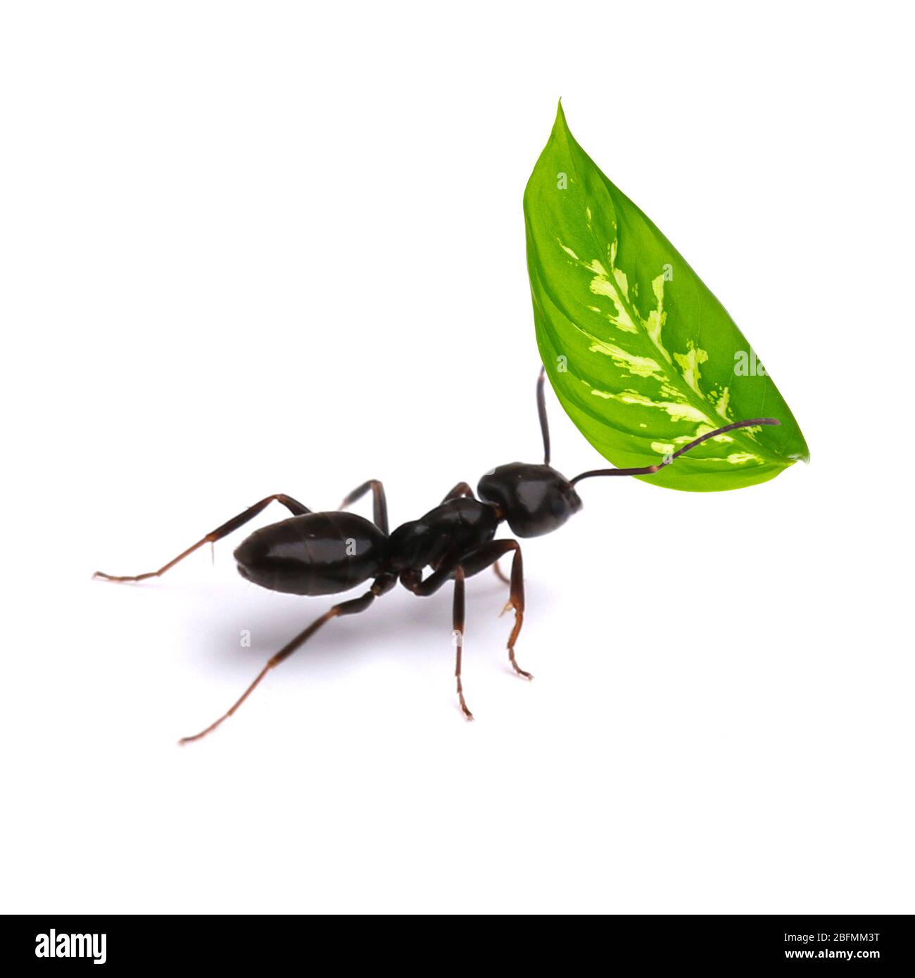 Small ant carrying green leaf, isolated on white Stock Photo - Alamy