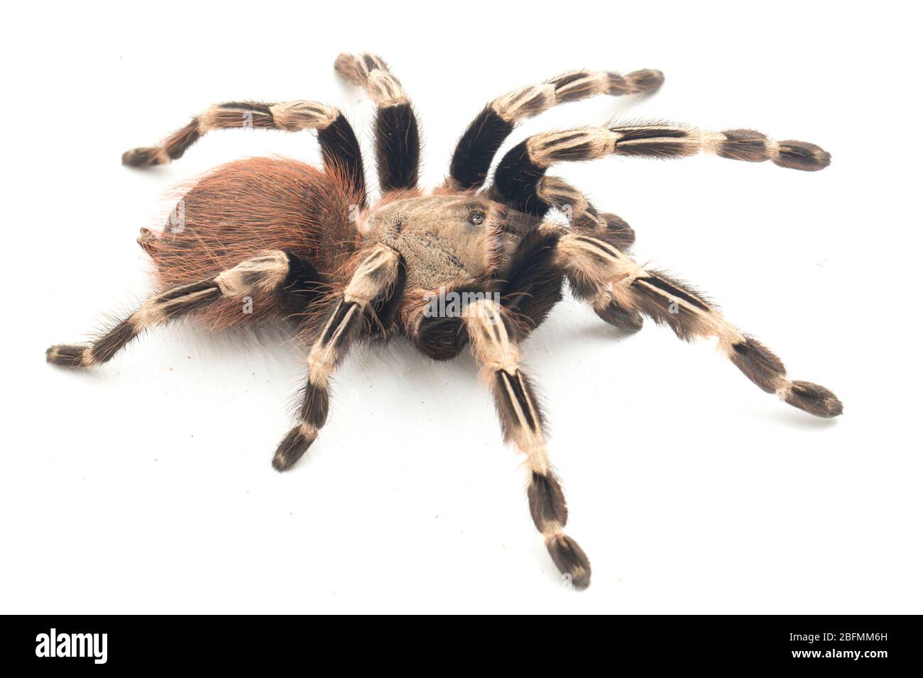 The Brazilian red and white tarantula (Nhandu chromatus) is a tarantula ...