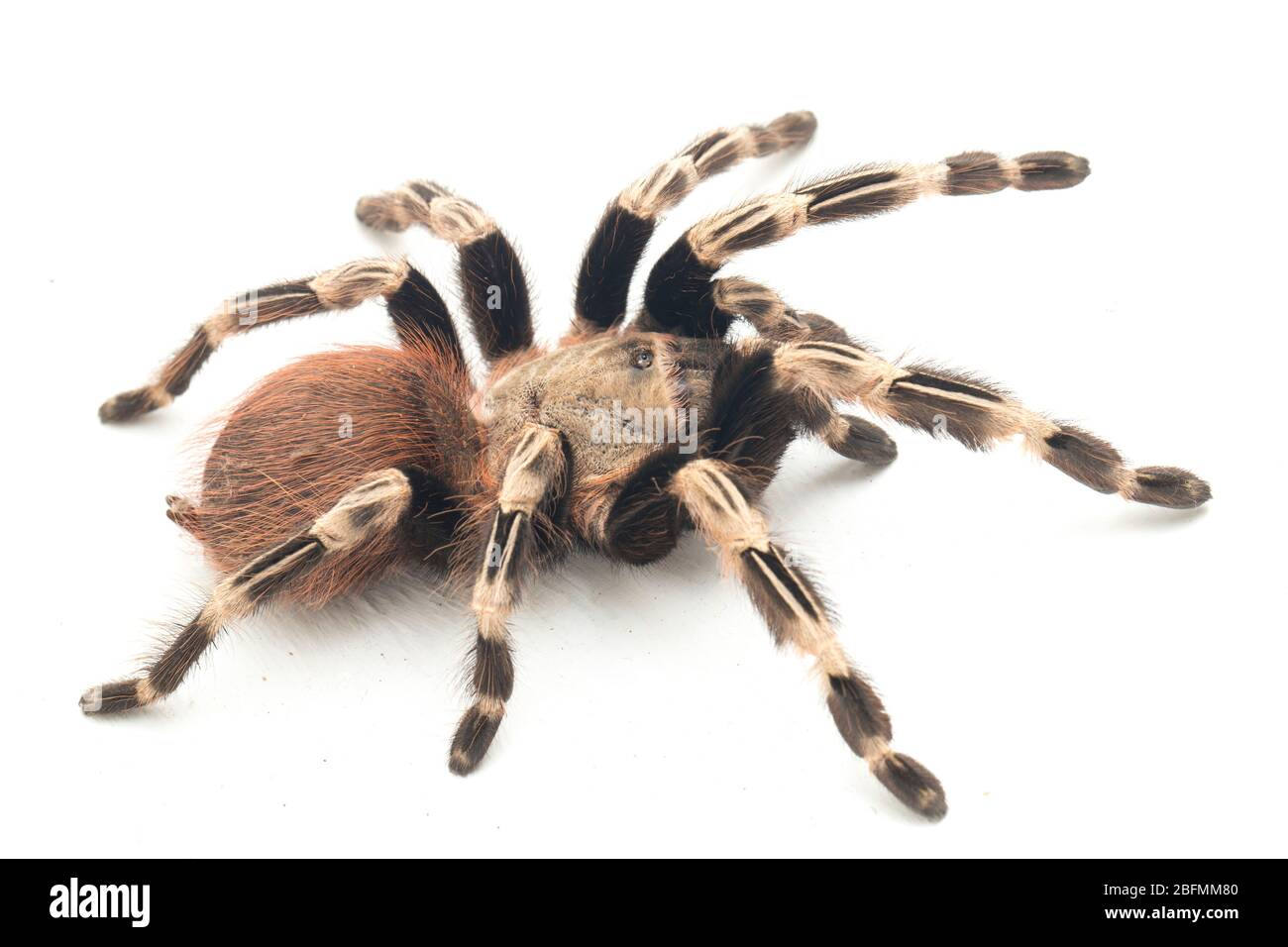 The Brazilian red and white tarantula (Nhandu chromatus) is a tarantula ...
